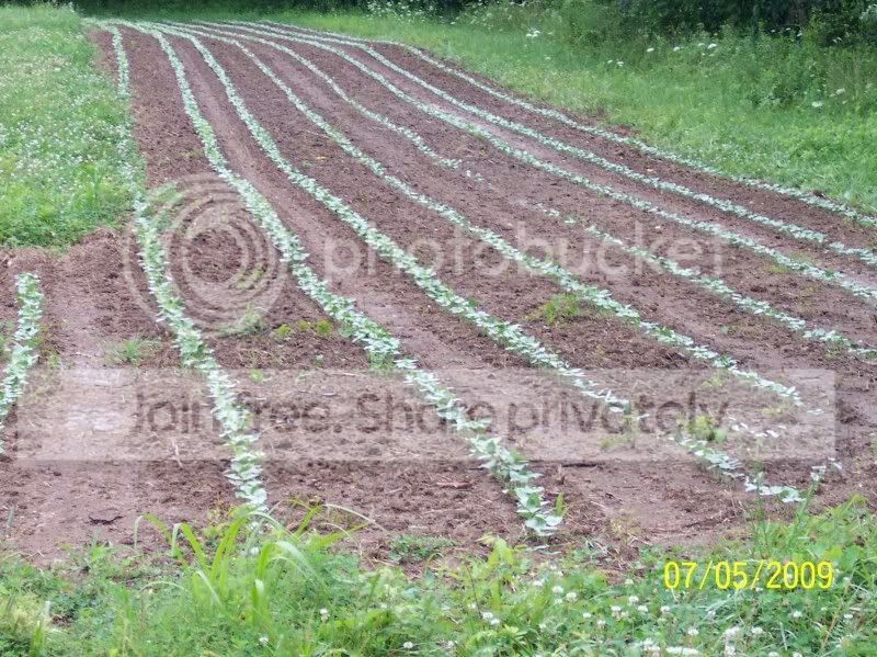 Post your soybean plot pictures here! - Page 2 - HuntingNet.com Forums