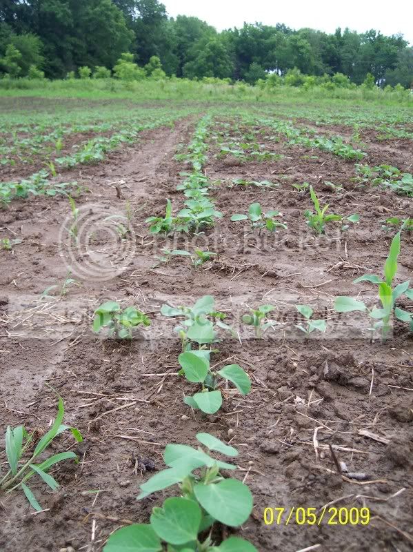 Post your soybean plot pictures here! - Page 2 - HuntingNet.com Forums