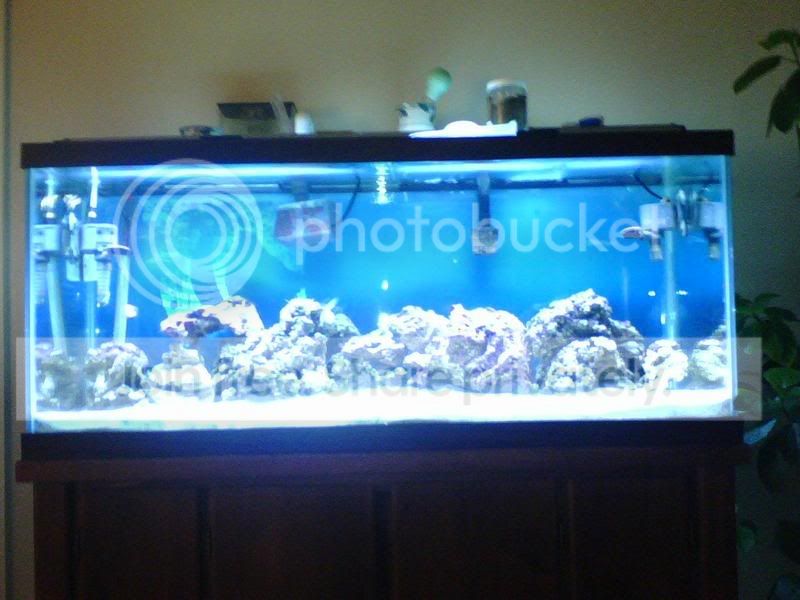 Saltwater Tank For Sale Cape Town at Audrey Begay blog