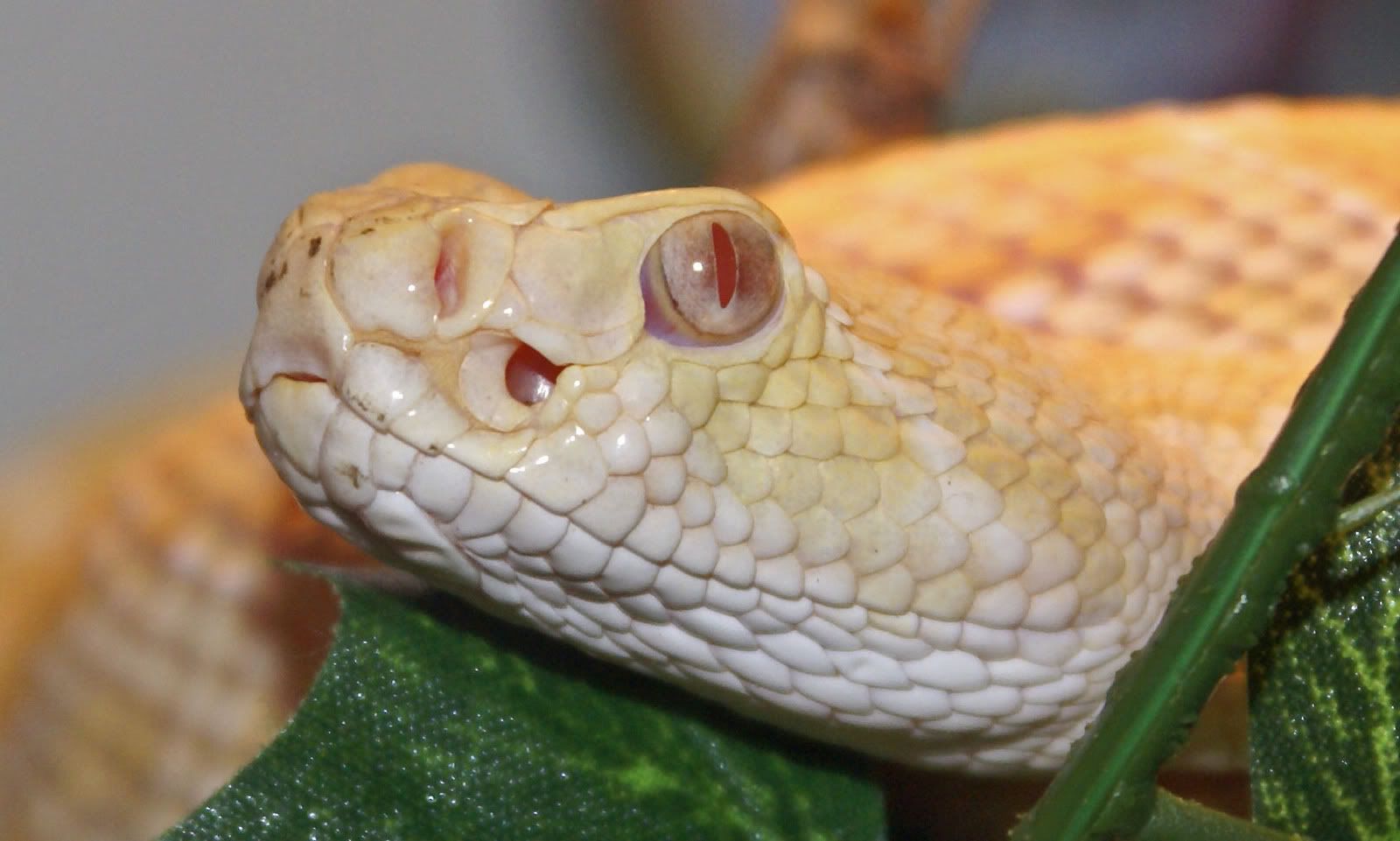 Crotalus atrox Albino Western Diamondback | Reptile Forums