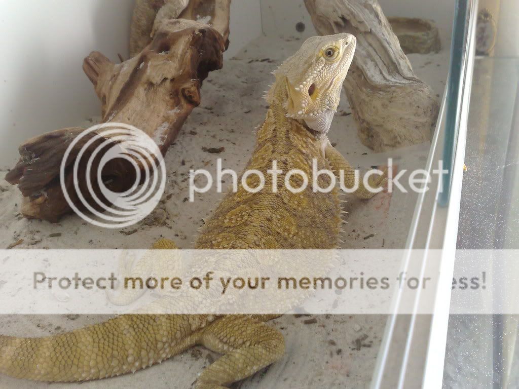 morph please | Reptile Forums